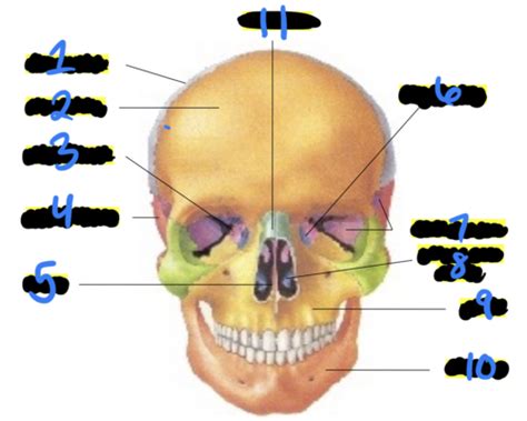 Bio 240 Lab Axial Skeleton Flashcards Quizlet