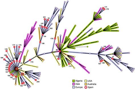 Minimum Spanning Tree Of The B Henselae Mlva Profiles Profiles Download Scientific Diagram