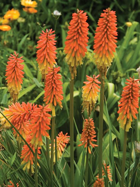 Kniphofia Flamenco Bluestone Perennials