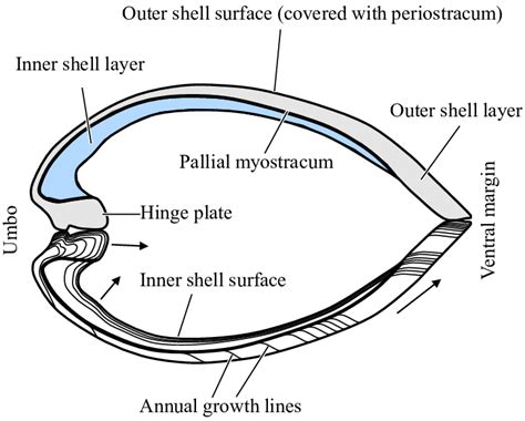 Figure A Morphological Characteristics Of The Shell Of The Bivalve Download Scientific
