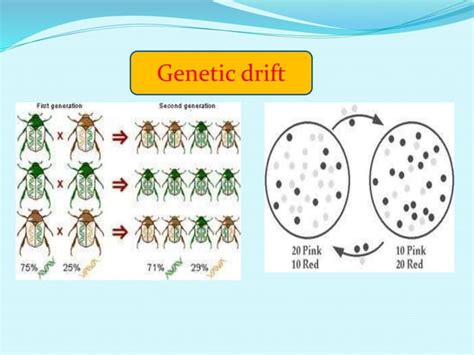 Population Size And Genetic Drift Pptx Biological Sciences Science