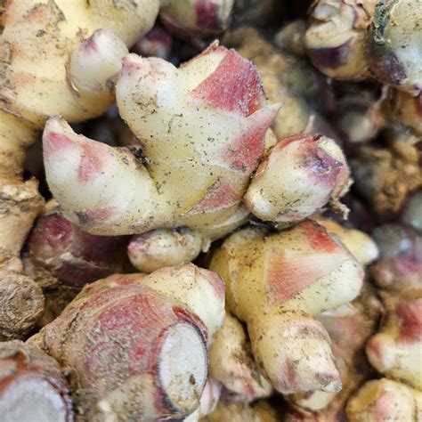 생강 효능 부작용 생강차 효능