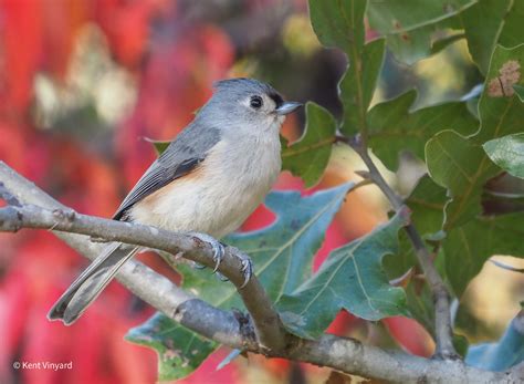 Tufted Titmouse In The Trees With Nice Fall Colors Behind Kent