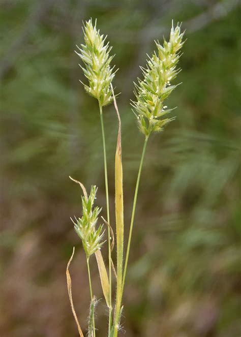 Nit Grass Gastridium Phleoides