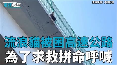 流浪貓被困高速公路，車流呼嘯非常危險，聰明的貓咪為了獲救趴在高速橋上拼命叫喚，終於，拯救性命的天使來了！ Youtube