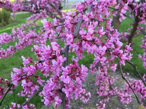 Eastern Redbud Tree A Breathtaking Flowering Native To North America Online Orchards