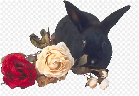 黑兔子png图片素材下载图片编号qjepkmkk 免抠素材网