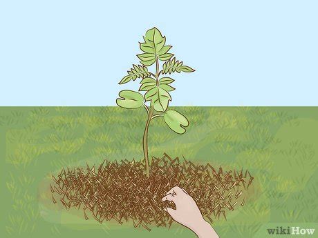 How To Grow A Jacaranda Tree Steps With Pictures WikiHow