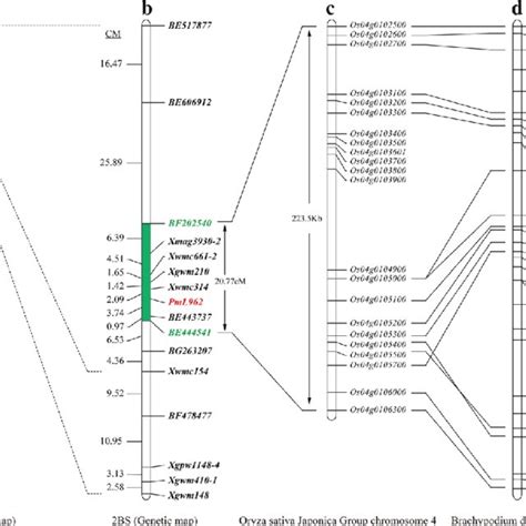 Genetic And Comparative Genomic Linkage Map Of The Powdery Mildew