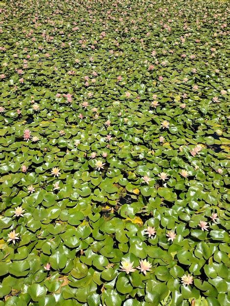 premium photo endless awakening lotus flowers echo park lake los