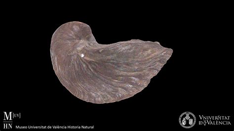 Fossil Bivalve Gryphaea Dilatata Download Free 3d Model By Museo