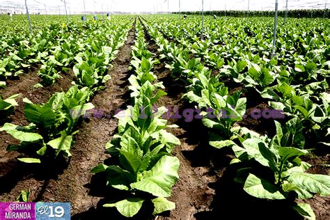 Nuevo Grupo Económico Potencia Cultivo Y Procesamiento Del Tabaco En