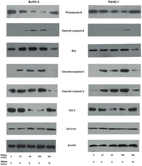 The Expression Of Apoptosis Related Genes Bxpc 3 And Panc 1 Cells Were