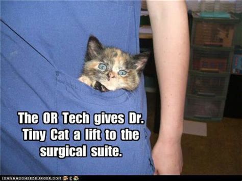 Dr Tinycat Again Tiny Cats Crazy Cats Silly Cats Pictures