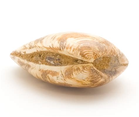 Clam Shell Fossil Jurassic Period 145 201 Mya Madagascar Etsy