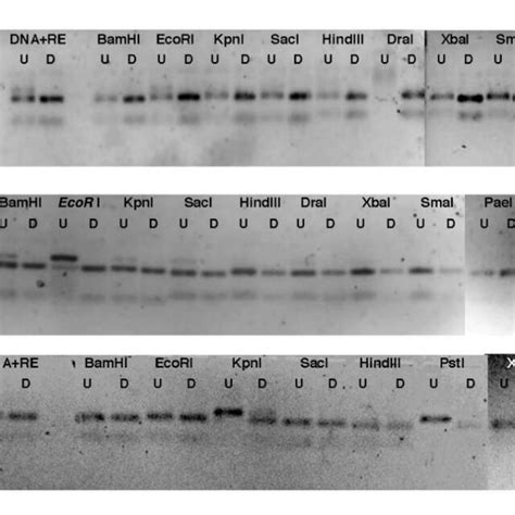 Effects Of Test Compounds On The Cleavage Of The 15 Kb Dna Fragment By