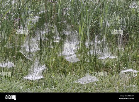 Sheet Web Weaver Sheet Web Spinner Linyphiidae Spider Webs On A Meadow With Morning Dew