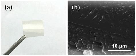 Component Adjustment Of Poly Arylene Ether Nitrile With Sulfonic And Carboxylic Groups For