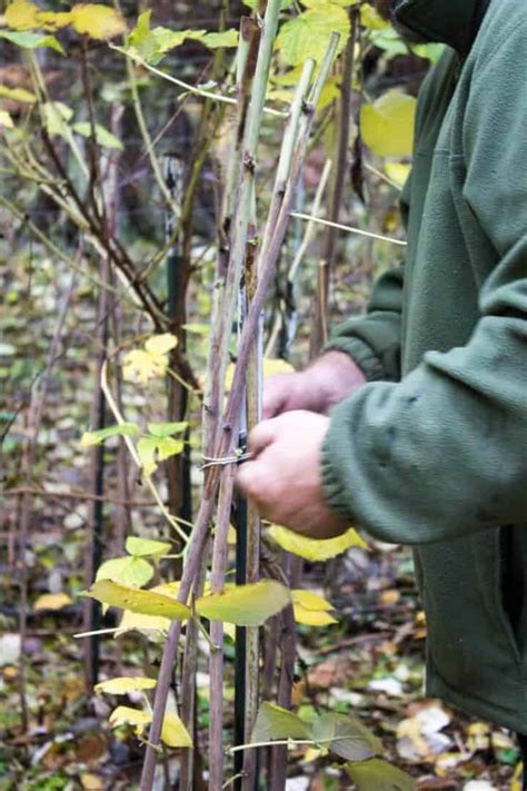 How To Prune Raspberries Beyond The Chicken Coop