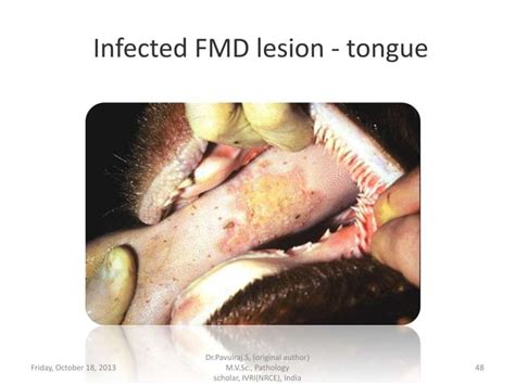 Common Cattle Diseases By Dr Pavulraj S M V Sc Pathology Scholar Ivri Nrce India Ppsx