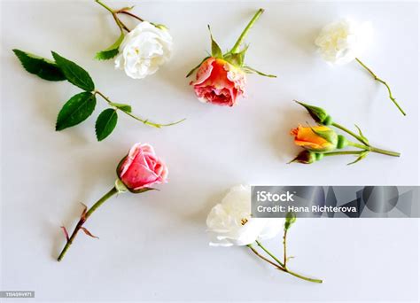 분홍색과 흰색 장미 녹색 잎 흰색 바탕에 가지로 만든 꽃 패턴입니다 평면 누워 평면도 발렌타인 배경 꽃 패턴입니다 꽃의 패턴입니다 꽃 패턴 질감입니다 0명에 대한 스톡 사진