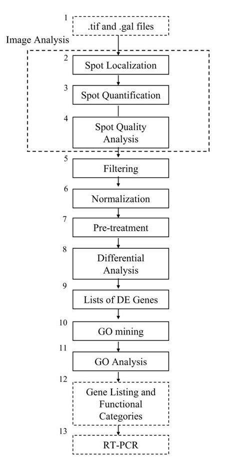 Overall Flow Diagram Of The Statistical Analysis Of Microarray Data