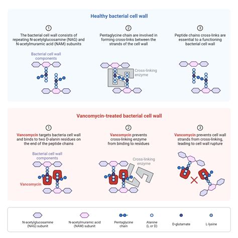 Comparison Between Healthy And Vancomycin Treated Bacterial Cell Wall Biorender Science Templates