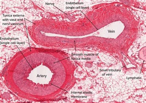 Biology Unit 5 Flashcards Quizlet