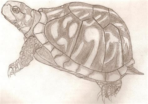 Box Turtle Drawing Easy At Lashaun Poche Blog