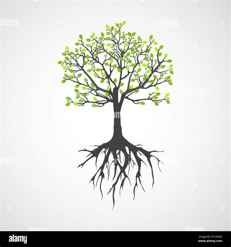 Tree Clipart Outline Hi Res Stock Photography And Images Alamy