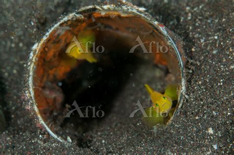 ミジンベニハゼ 缶 88749629 の写真素材 アフロ