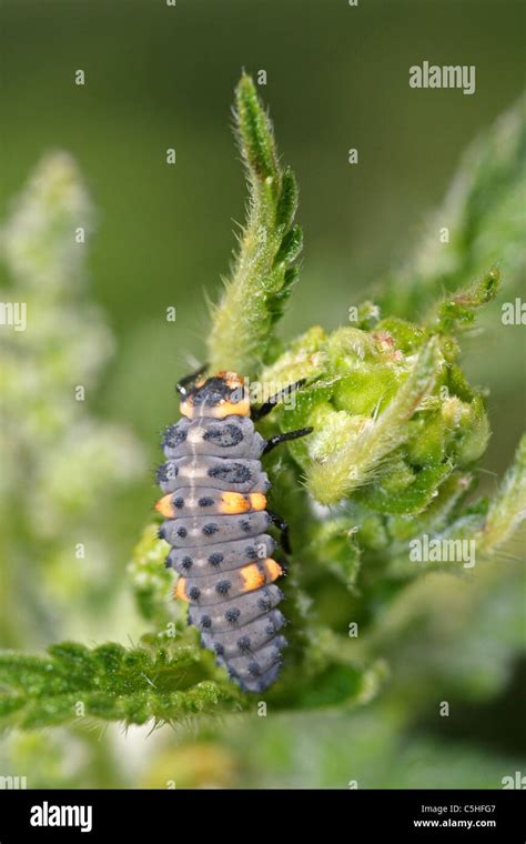 Seven Spot Ladybird Larvae Coccinella Septempunctata On The Verge Of