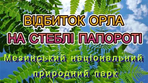 ВІДБИТОК ОРЛА НА СТЕБЛІ ПАПОРОТІ Youtube