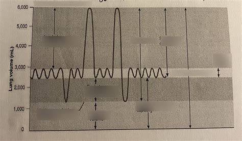 Pulmonary Function Diagram Quizlet