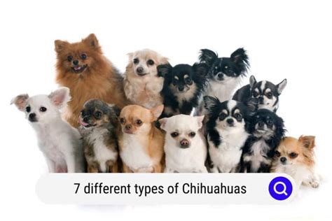 5 Different Types Of Chihuahuas With Photos Oodle Life
