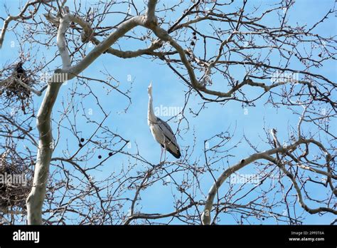ardeidae and its nest at the tree with sky background at gulhane park