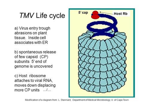 The First Virus Tobacco Mosaic Virus Tmv Hubpages