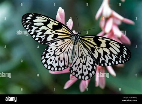White Tree Nymph Butterfly Stock Photo Alamy