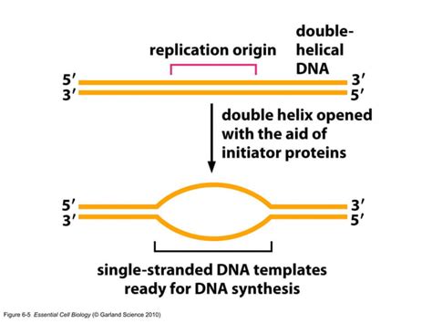 dna replication repair recombination pdf biological sciences