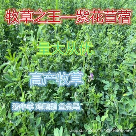 热销中 进口黑麦草种子多年生牧草种子四季养殖喂羊牛鸡鸭鹅草鱼牧草种籽 现货 PRJG Shopee Malaysia