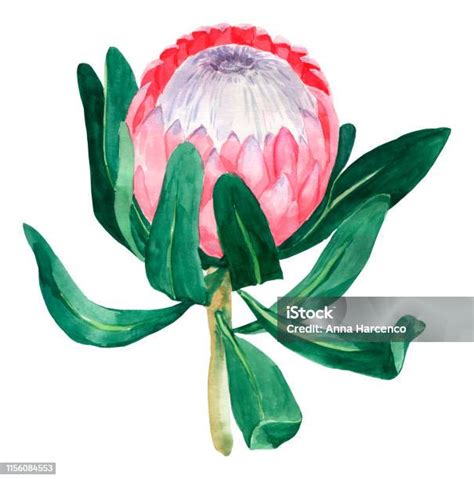 흰색 배경에 고립 된 수채화 일러스트 프로 테아 꽃입니다 식물 그림입니다 0명에 대한 스톡 벡터 아트 및 기타 이미지 0명 꽃 나무 꽃 꽃의 구조 Istock
