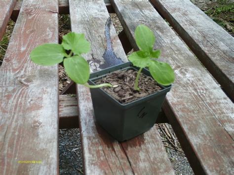 Uncle Macs Garden Shed Farm Girls Corner Never Buy Seeds Again