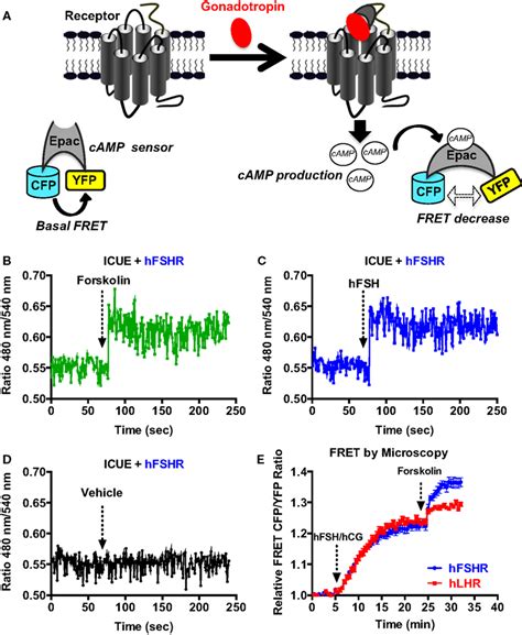 Fret Based Camp Production Assays A Principle Of The Fret Based Camp