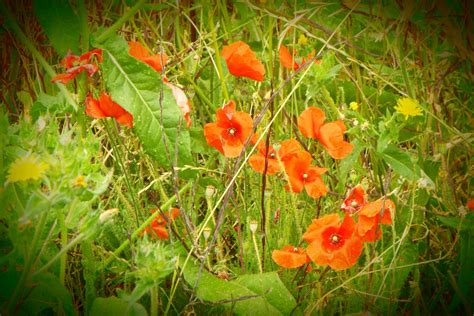 картинки природа луг лист производить Осень ботаника сад Флора Дикий цветок