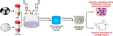 东华大学：基于动态力学刺激构建丝素蛋白仿生软骨支架 组织 染色 工程