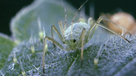 Will Planting Catnip Really Keep Aphids Out Of Your Edible Garden