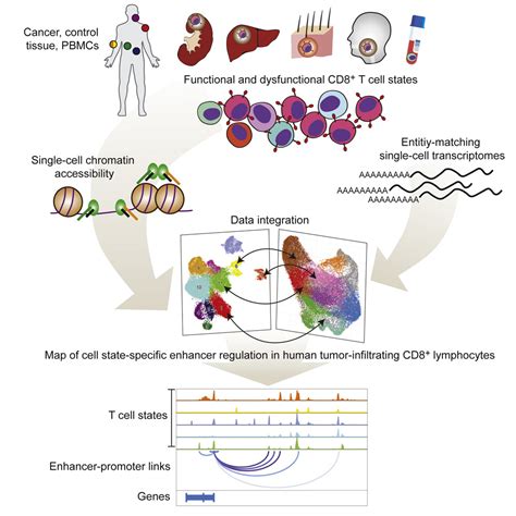 Integrated Single Cell Profiling Dissects Cell State Specific Enhancer Landscapes Of Human Tumor