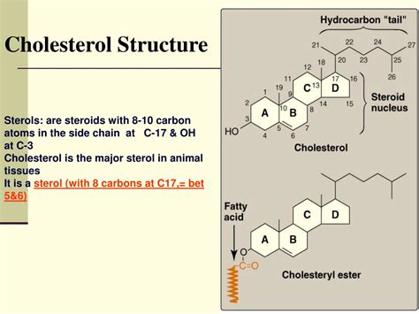Lipids Structure Function And Examples 62e
