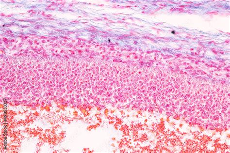 Anatomy And Histological Ovary Testis And Sperm Human Cells Under Microscope Stock Photo