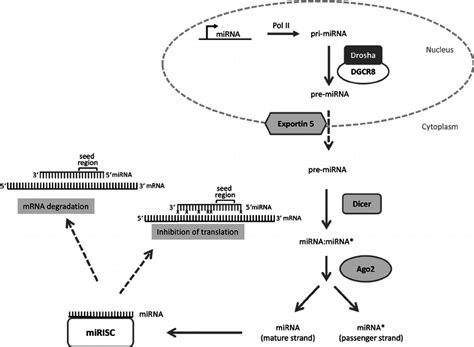 Microrna Processing Primary Micrornas Pri Mirnas Are Speci Fi Cally